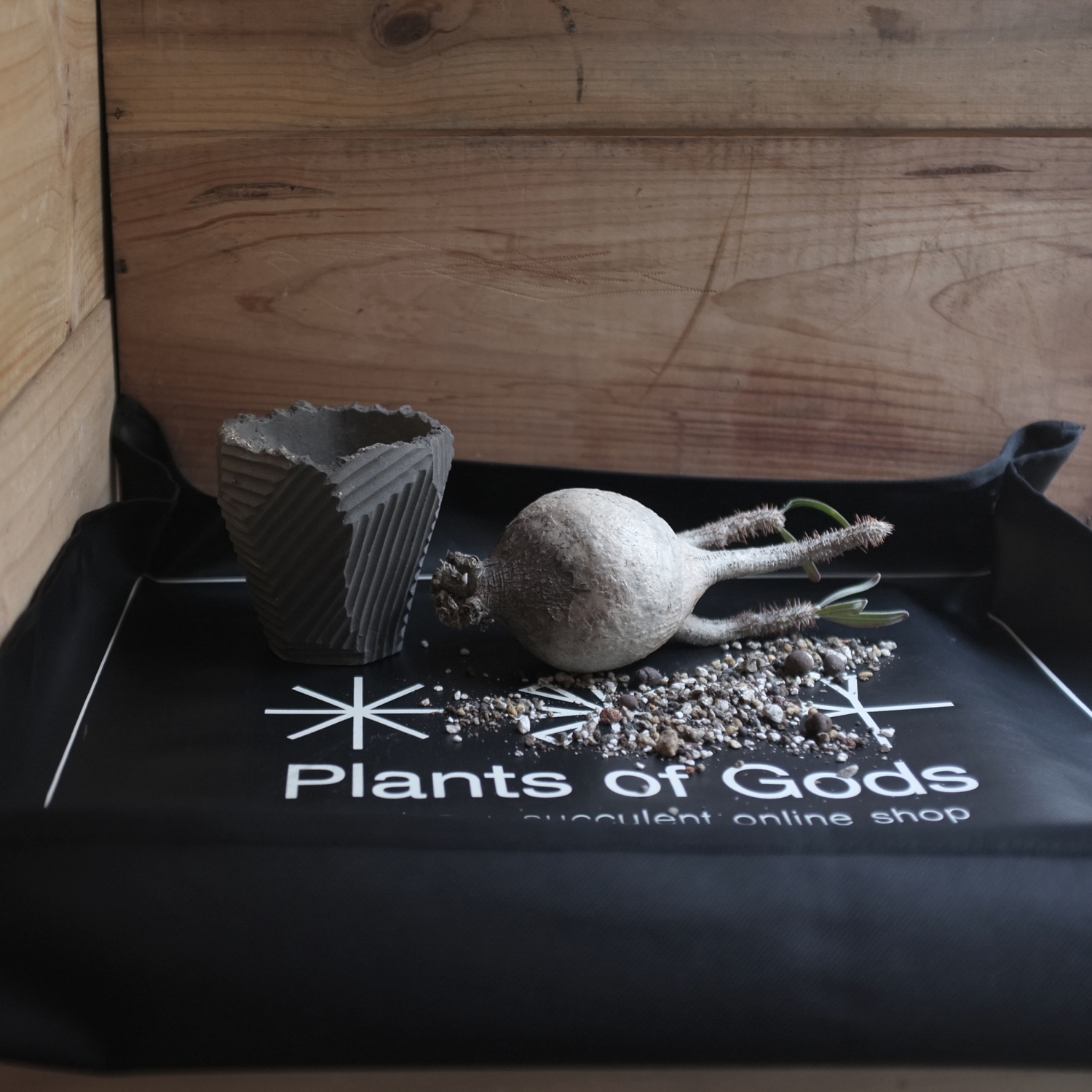 Shop - plants of gods