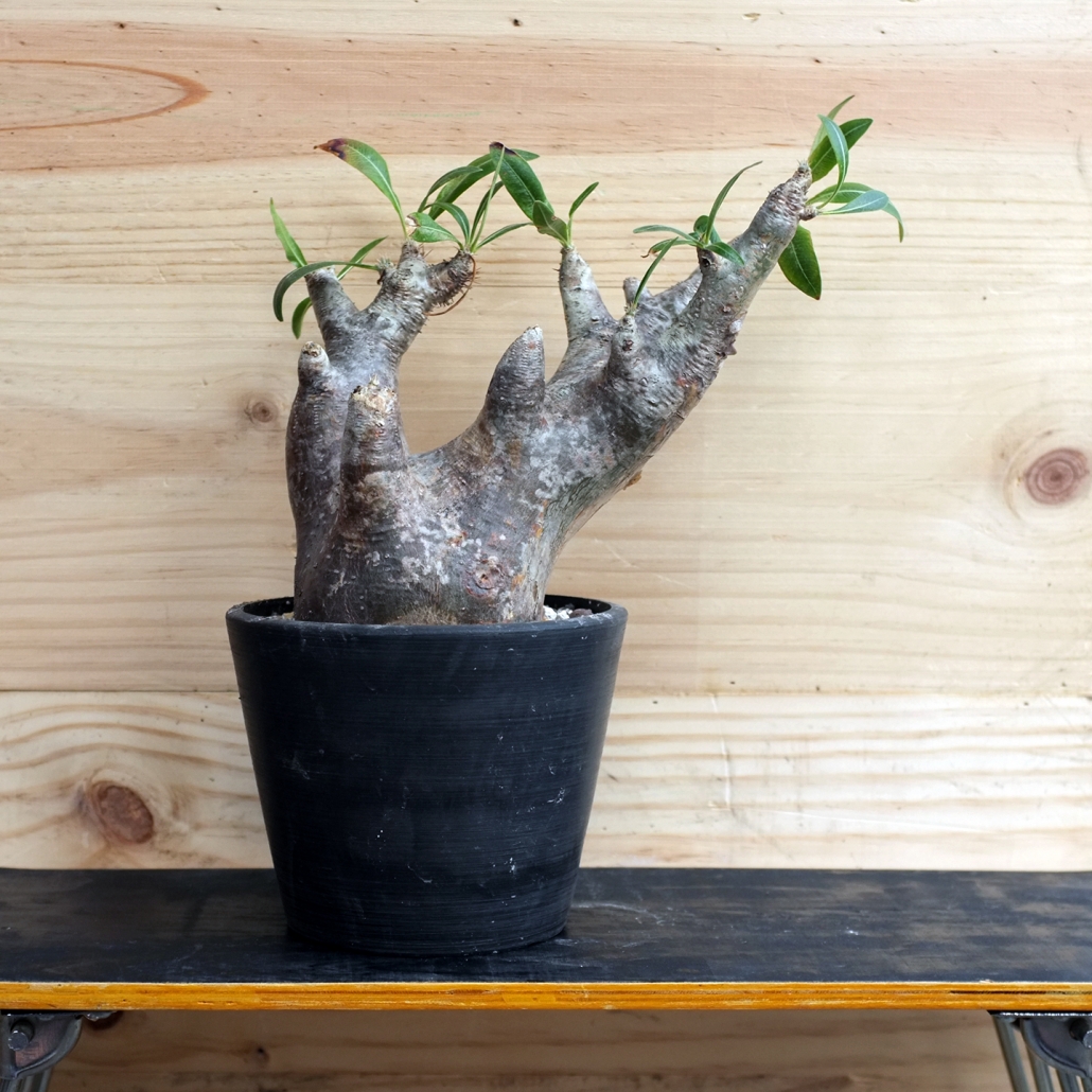 POG POT K - plants of gods