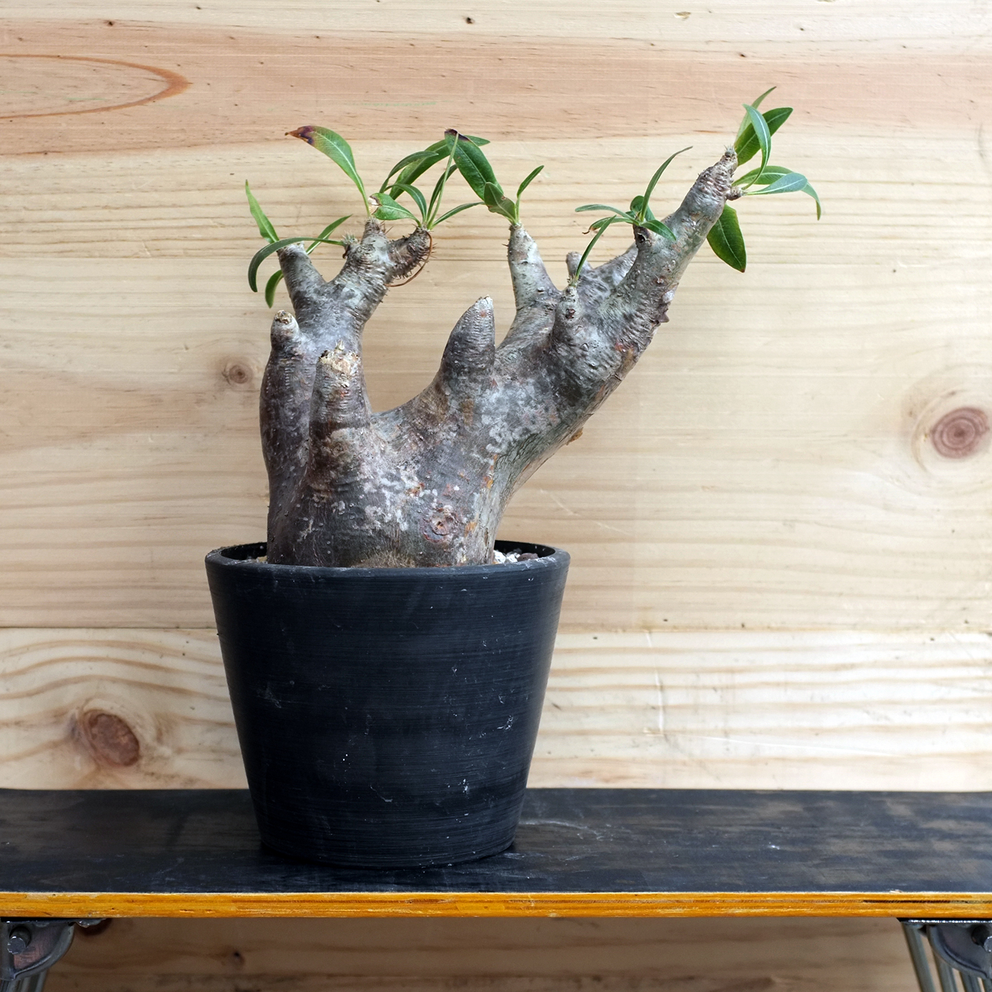 POG POT K - plants of gods