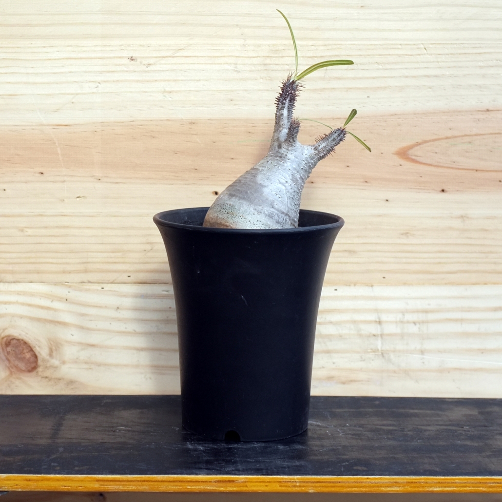 POG Pocket Tee - L Size - plants of gods