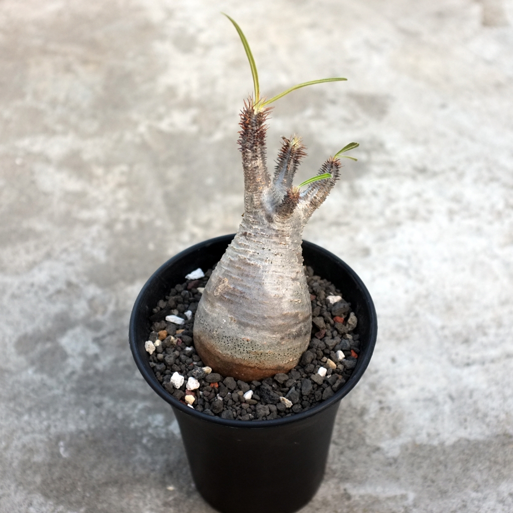 POG Pocket Tee - L Size - plants of gods