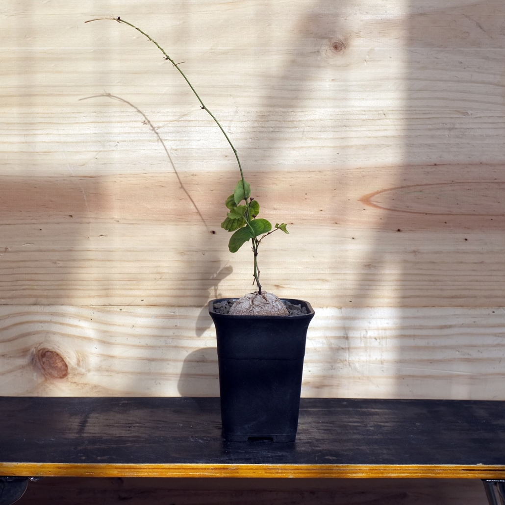 POG POT G - plants of gods