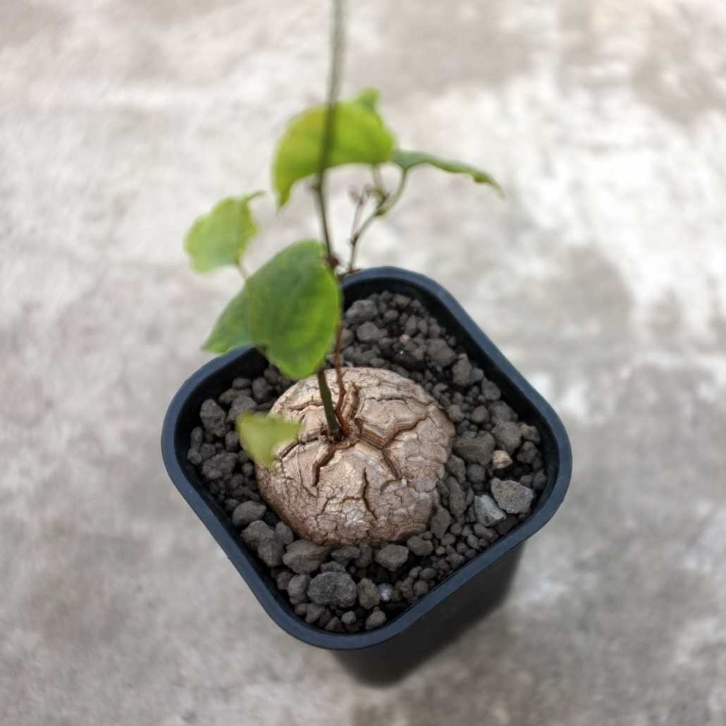 POG POT G - plants of gods