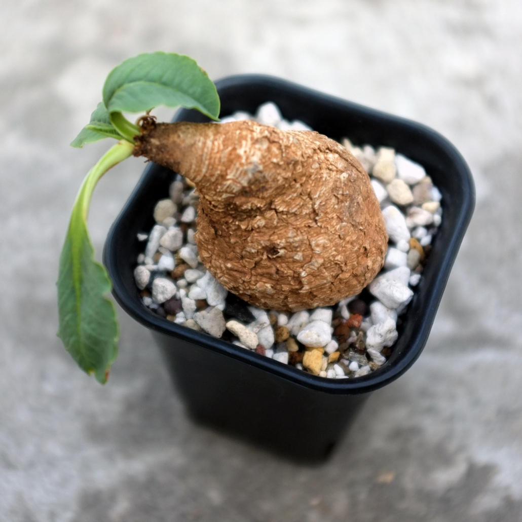 POG POT G - plants of gods