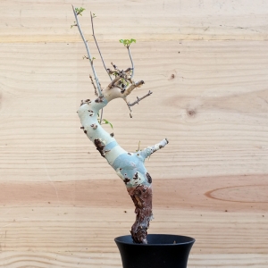 POG Pocket Tee - XL Size - plants of gods