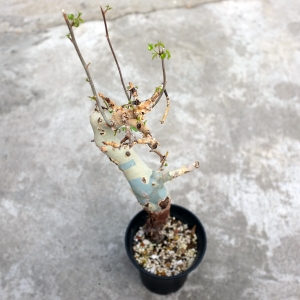 POG Pocket Tee - XL Size - plants of gods