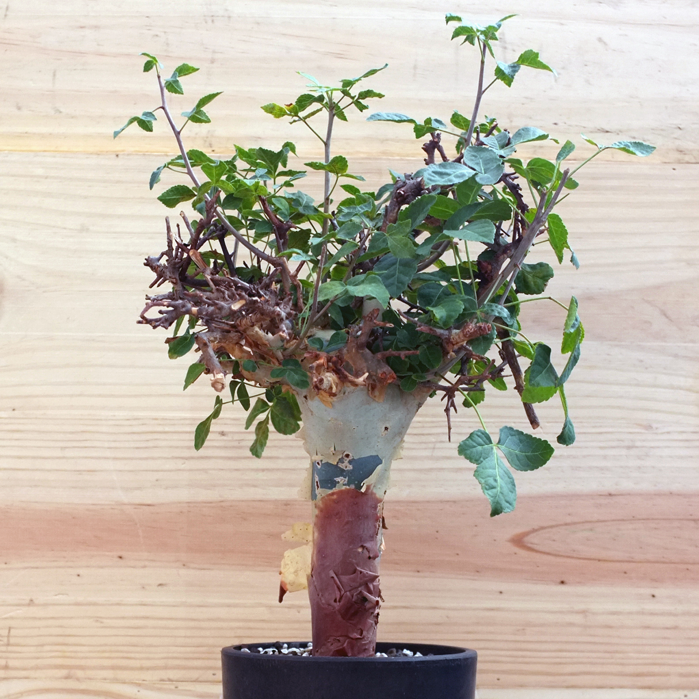 POG POT K - plants of gods