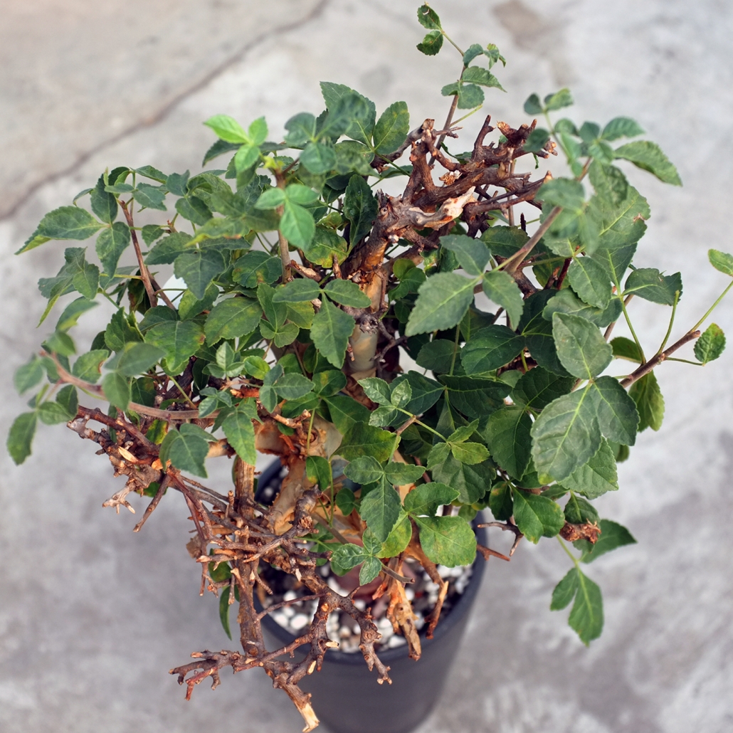 POG POT K - plants of gods