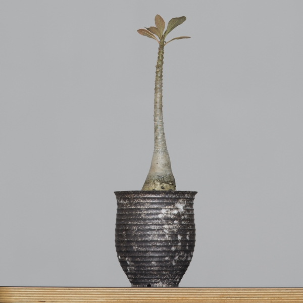 POG x SYU Garden Scissors - Premium Version - plants of gods