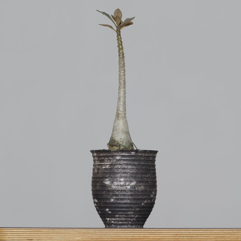 POG x SYU Garden Scissors - Premium Version - plants of gods