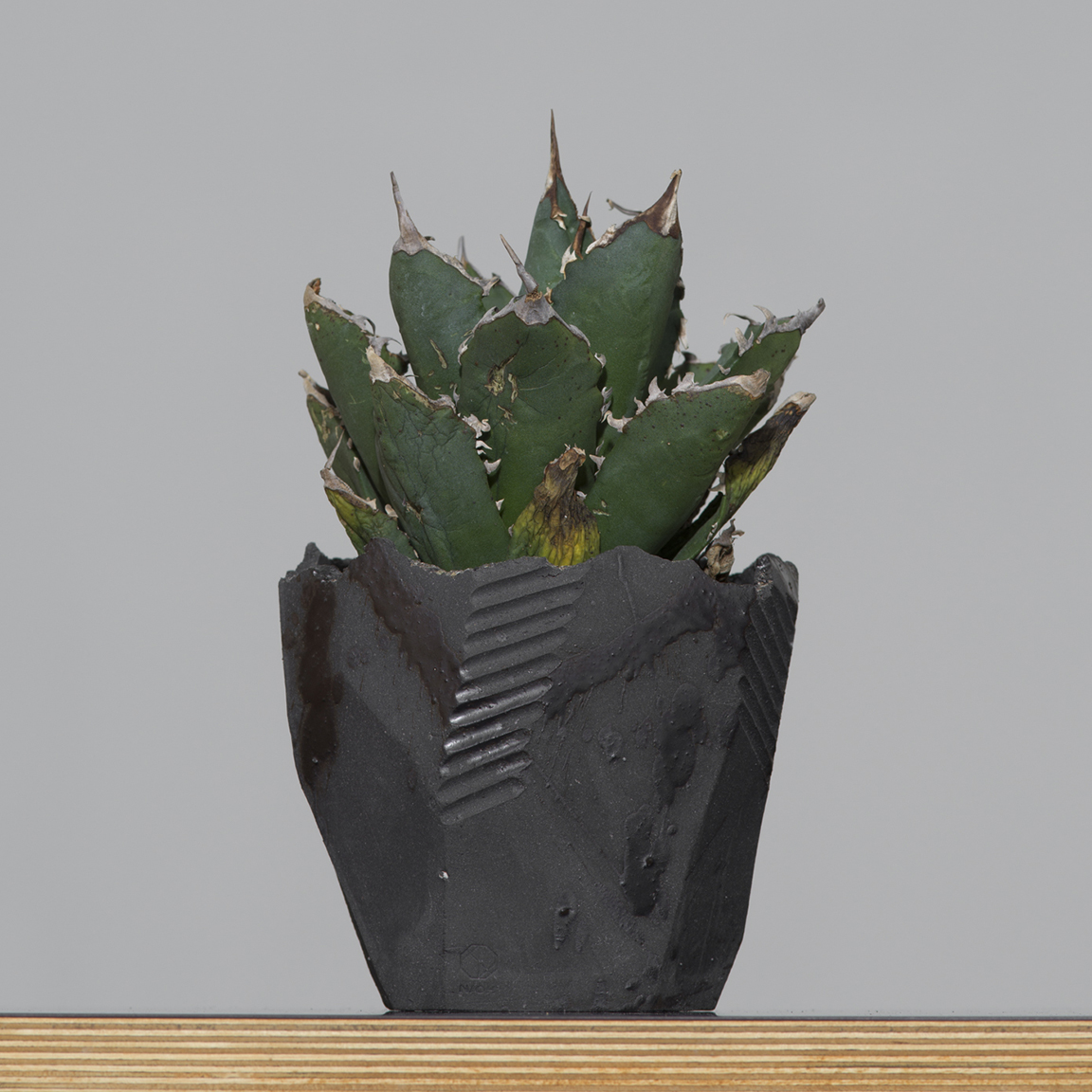 POG POT C - plants of gods