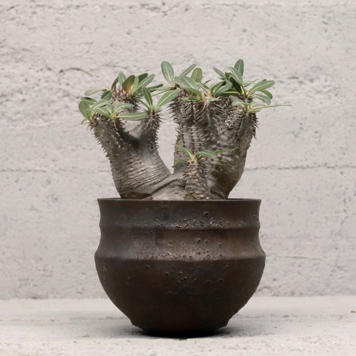 POG x SYU Garden Scissors - Premium Version - plants of gods