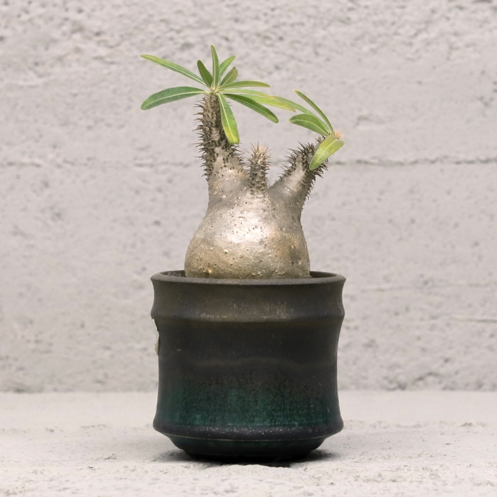 POG x SYU Garden Scissors - Premium Version - plants of gods